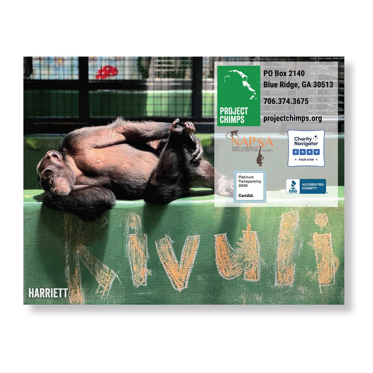 Project Chimps 2026 Calendar - 3 PACK – EcoJoia